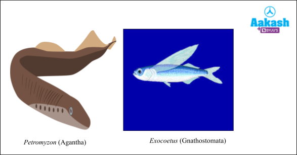 Taxonomic Hierarchy Definition & Taxonomic Categories Formation | AESL